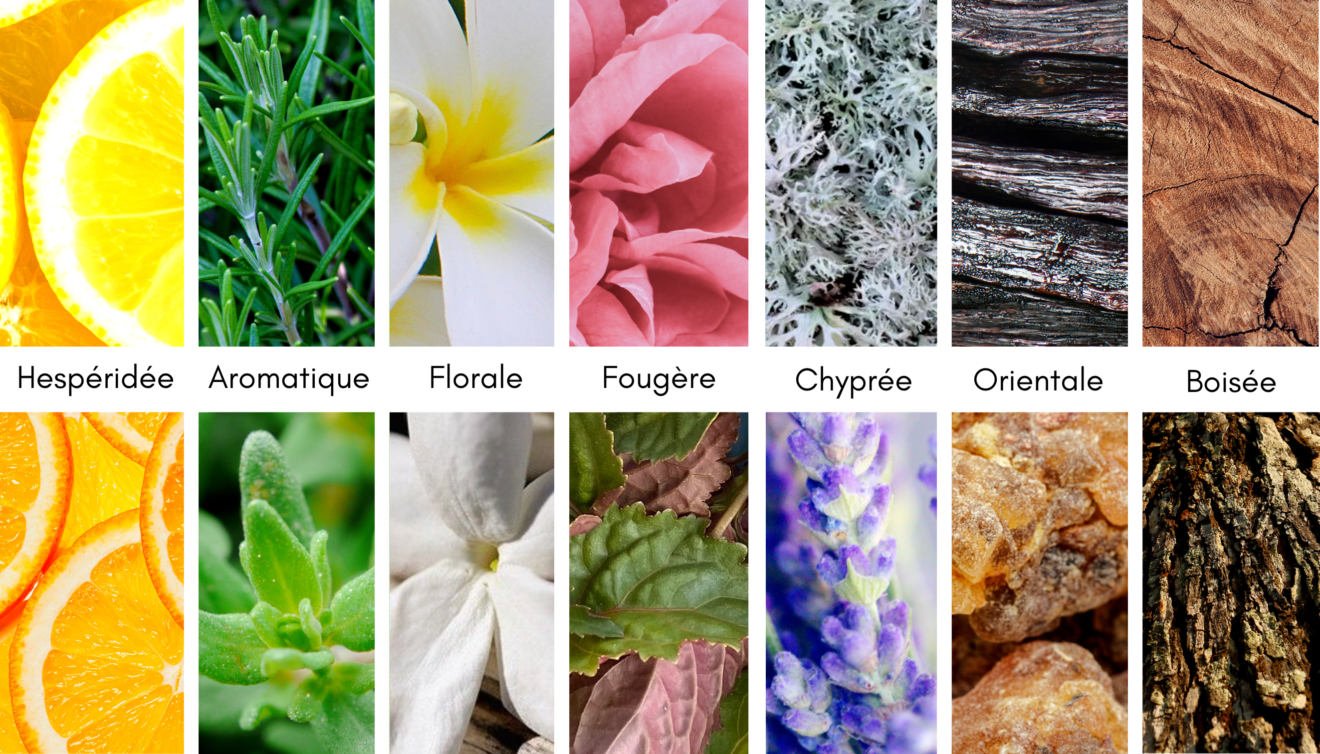 Le Parfum, une histoire de familles. - Le Ptit Sniff